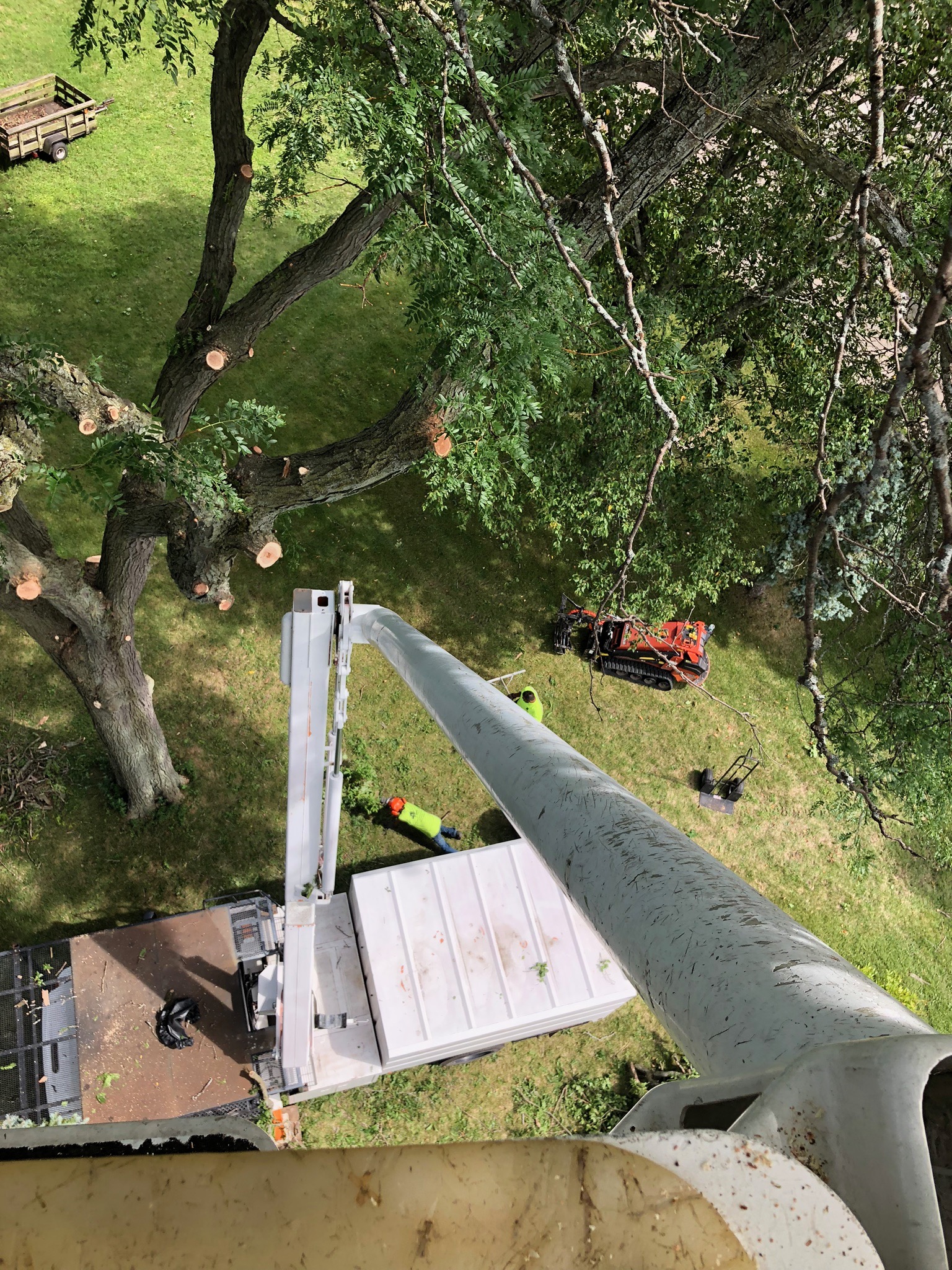 Full Service Tree Experts | Henry Tree Co. | United States