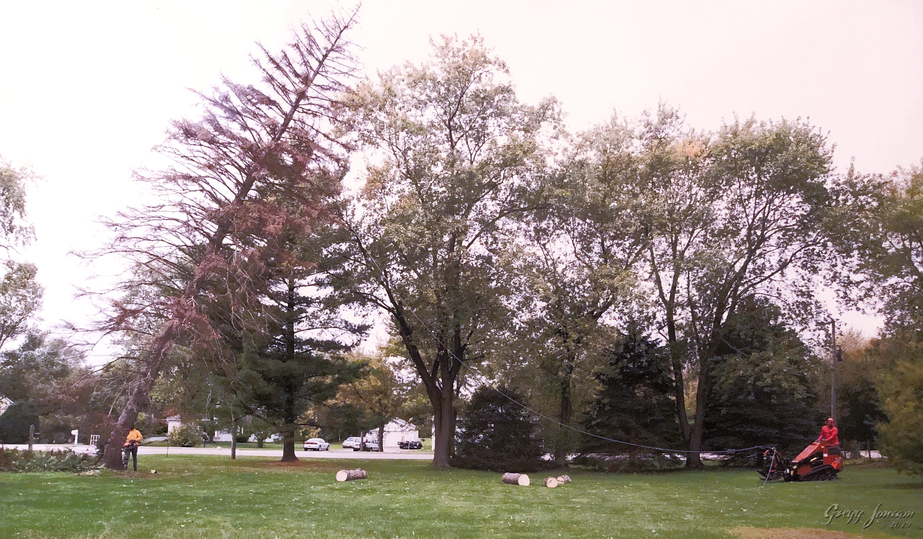 Full Service Tree Experts | Henry Tree Co. | United States