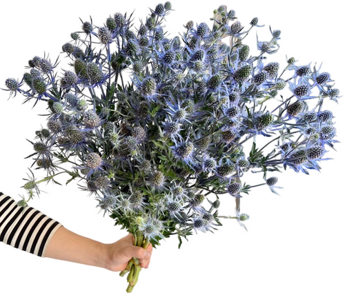 Eryngium 'Blue Glitter ' See HollyPhlox | Let It Grow Flowers