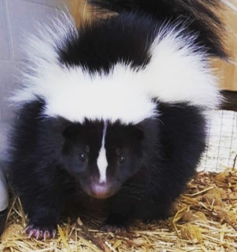 Soper Creek Wildlife Rescue | Durham Region | ANIMAL AMBASSADORS