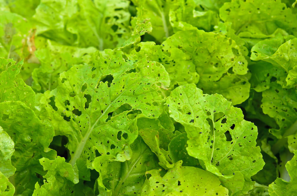 Gray worm: what it is, how it originates, and how to eliminate it ...