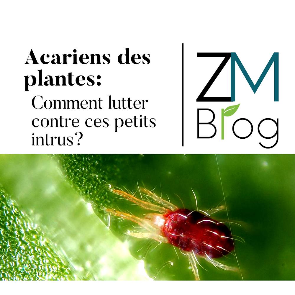 Acariens des plantes : Comment lutter contre ces petits intrus