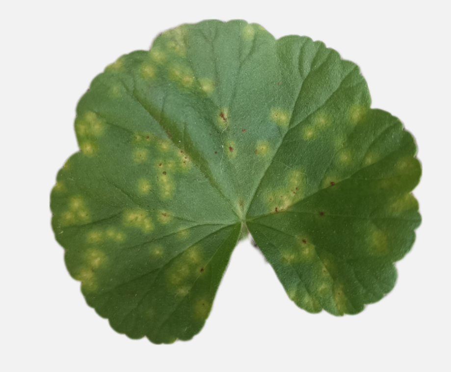 Rust: what it is, how it originates, and how to eliminate it ...