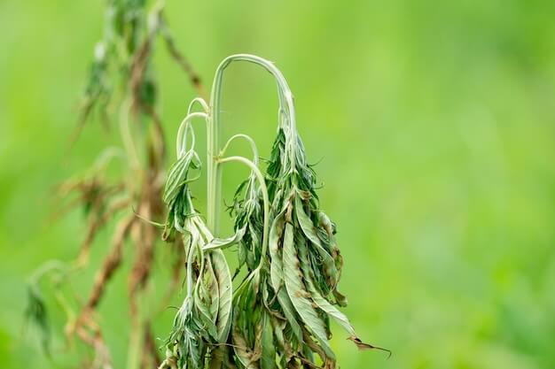 Murcha de fusarium: o que é, como ocorre e como eliminá-la eficazmente ...