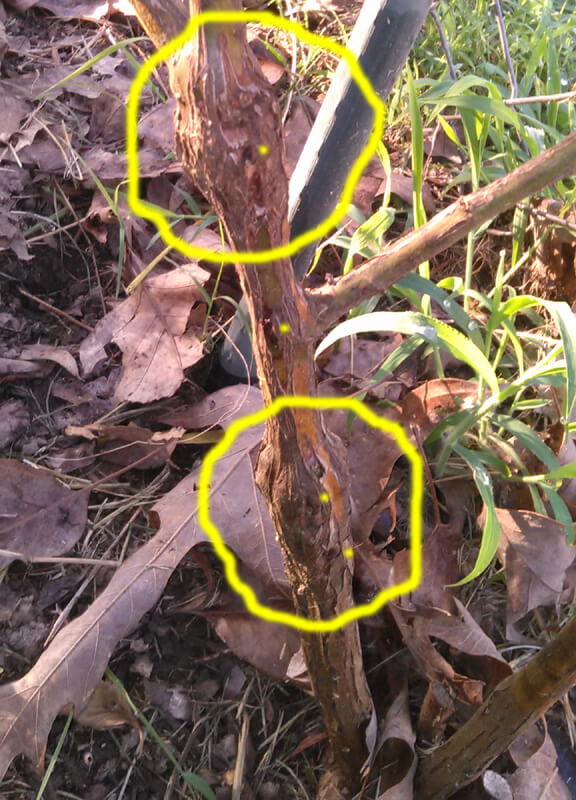 Stem or collar borer: what it is, how it originates, and how to ...