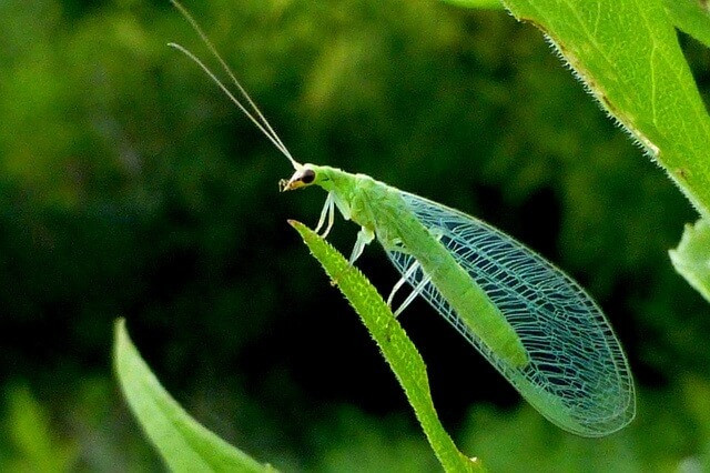 CHRYSOPERLA CARNEA – Modo de uso e conselhos para controle biológico ...