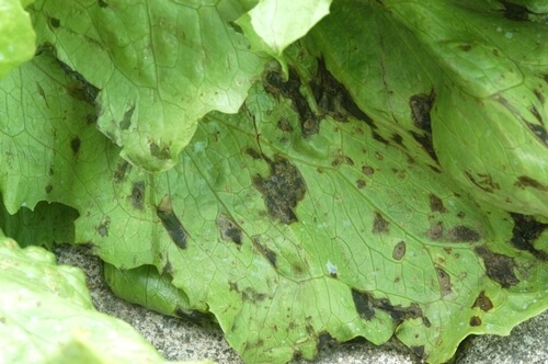 Anthracnose: what it is, how it occurs, and how to effectively ...