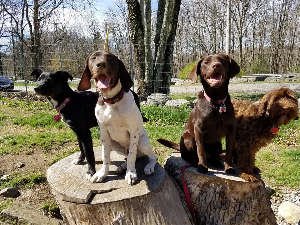 GALLERY | clarksdogkennel