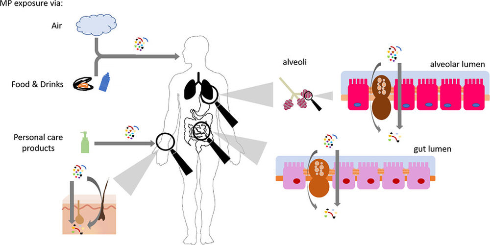 Microplastics in human tissue samples: International study warns ...