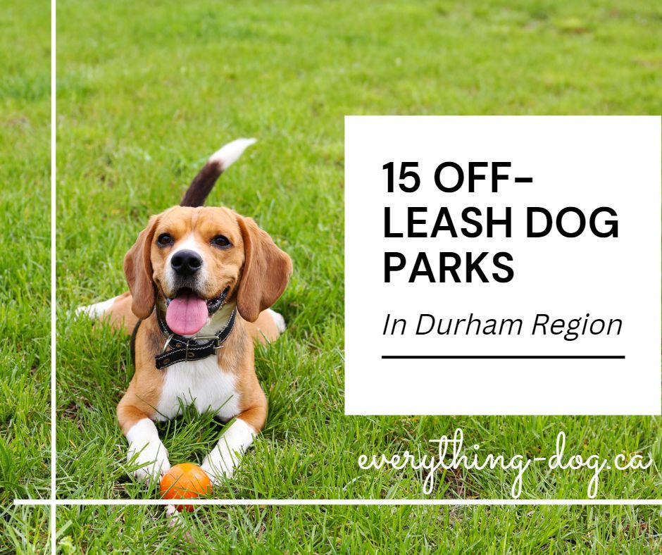 15 Amazing Off-Leash Dog Parks in Durham Region
