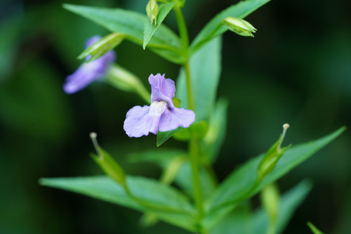 Square-stemmed Monkey Flower | Pollinator Garden