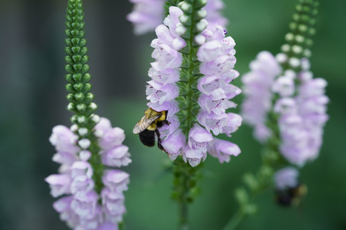 Obedient Plant | Pollinator Garden