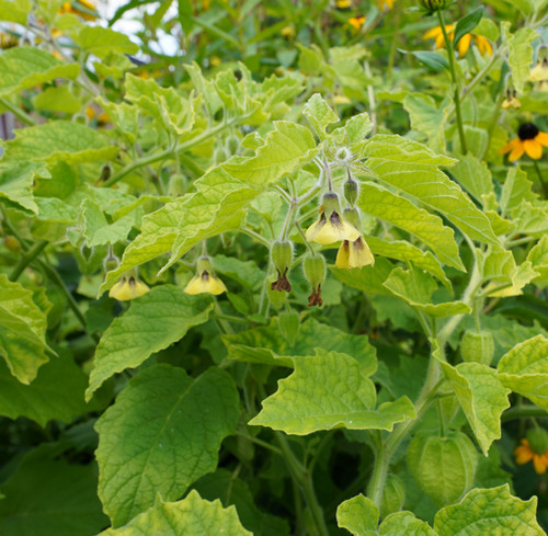 Clammy Ground Cherry | Pollinator Garden