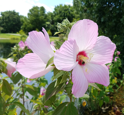 Swamp Rose Mallow | Pollinator Garden