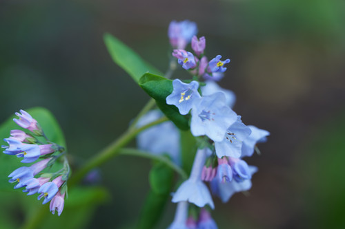 Virginia Bluebell - Mertensia virginica | Pollinator Garden