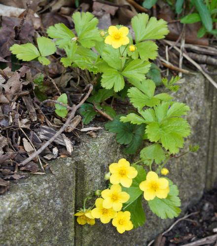 Barren Strawberry | Pollinator Garden