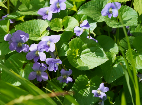 Common Blue Violet | Pollinator Garden