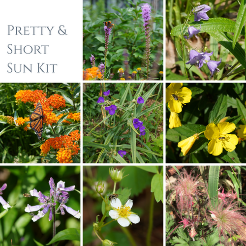 Pretty & Short Sun Kit - 21 plants - 10 species | Pollinator Garden