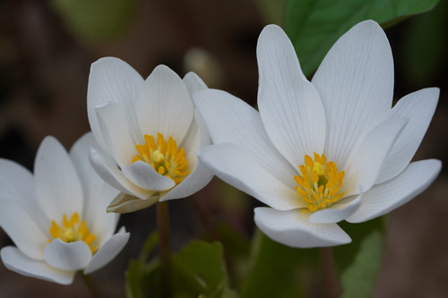 Bloodroot | Pollinator Garden
