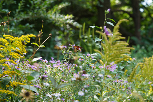 Fall Glory! | Pollinator Garden
