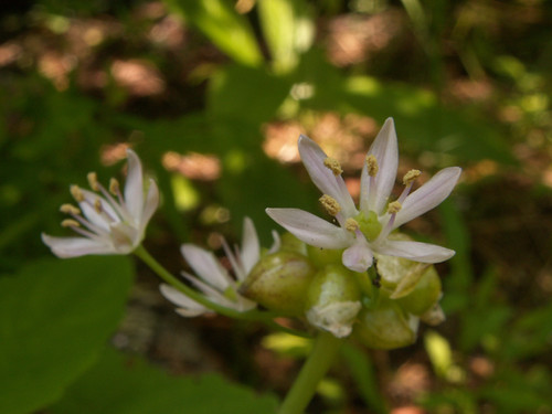 Meadow Garlic | Pollinator Garden