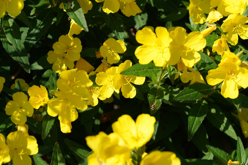 Meadow Sundrops, Oenothera pilosella | Pollinator Garden