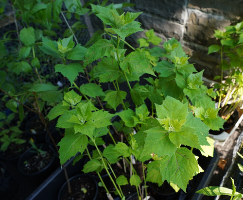 Swamp Rose Mallow | Pollinator Garden