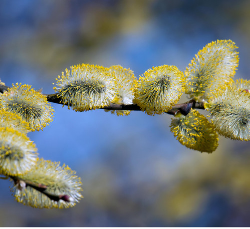 Pussy Willow, Salix discolor | Pollinator Garden