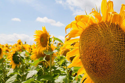 Sunflower- Tall Fast Growing | website