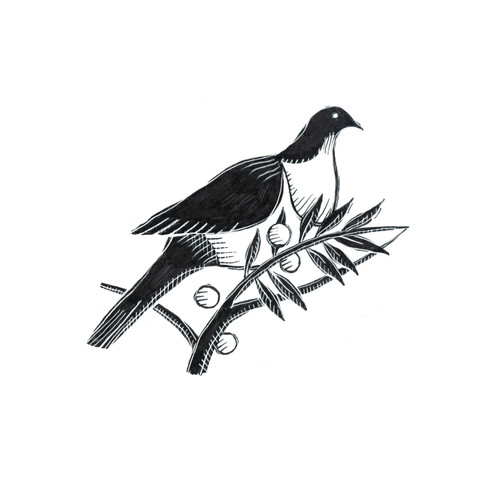 Printed Illustration - Kererū Bird | Seidokarate