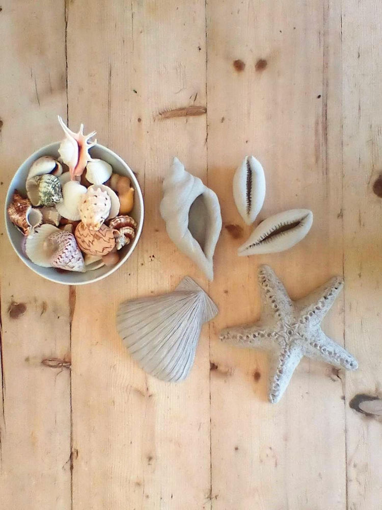 Clay, Shells & Life drawing....