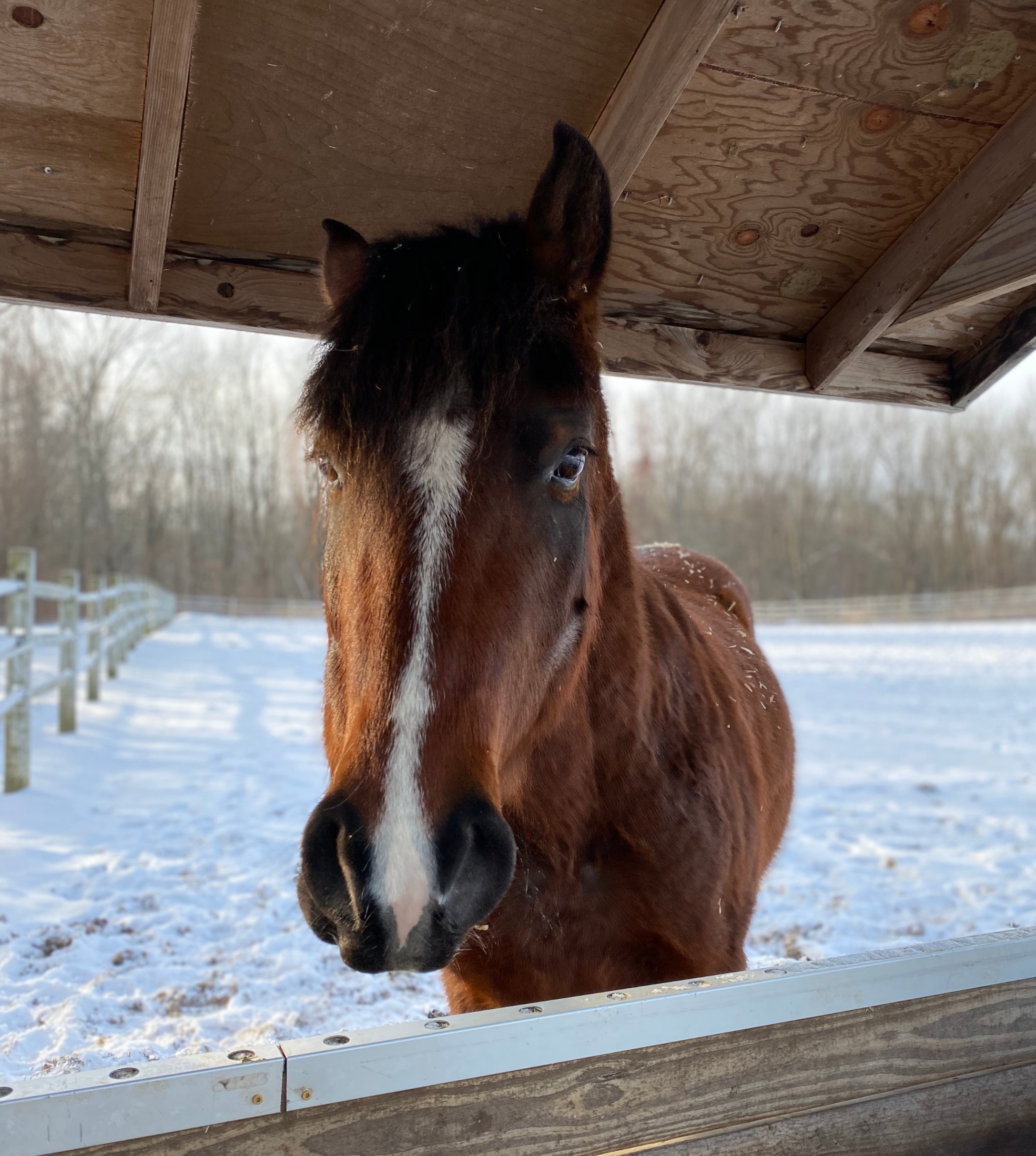 Mission Mustang | EquiCenter, Inc.