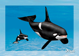 authentic-CARD - Orca (3D Karte) | Buecherhalle-Schweiz