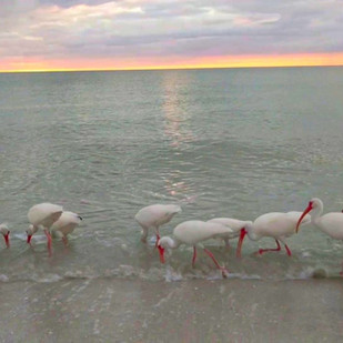 Boat Tours To Shell Key | Island Ferry St Pete