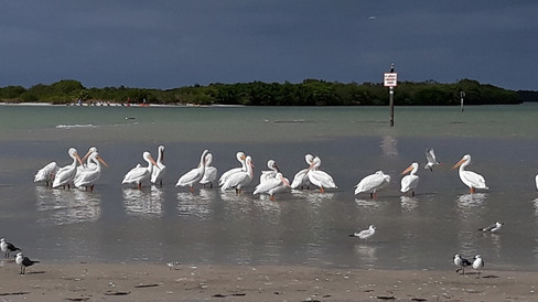 Tours to Shell Key | Island Ferry of St Pete
