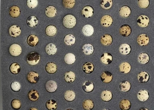 60 Jumbo Egyptian Coturnix Quail Eggs | J&M Poultry Farm