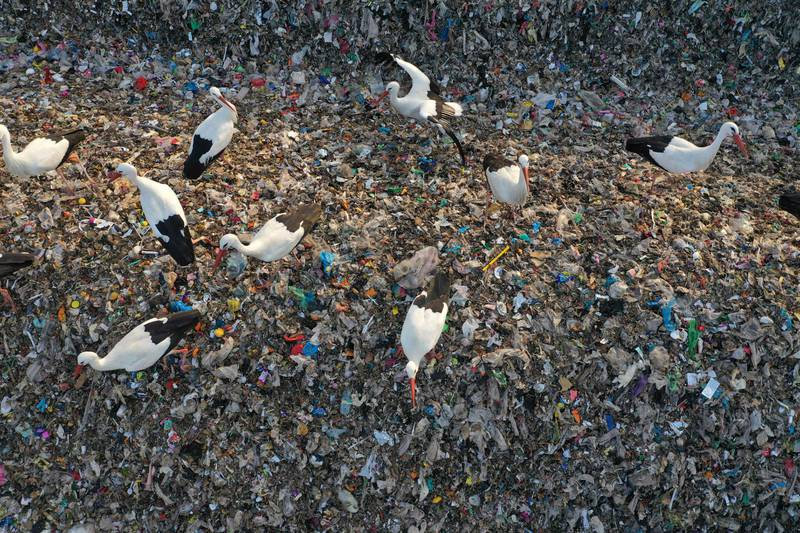 New disease in wild bird species caused by plastic pollution, study finds