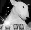 The Bull Terrier Magic and James Hinks