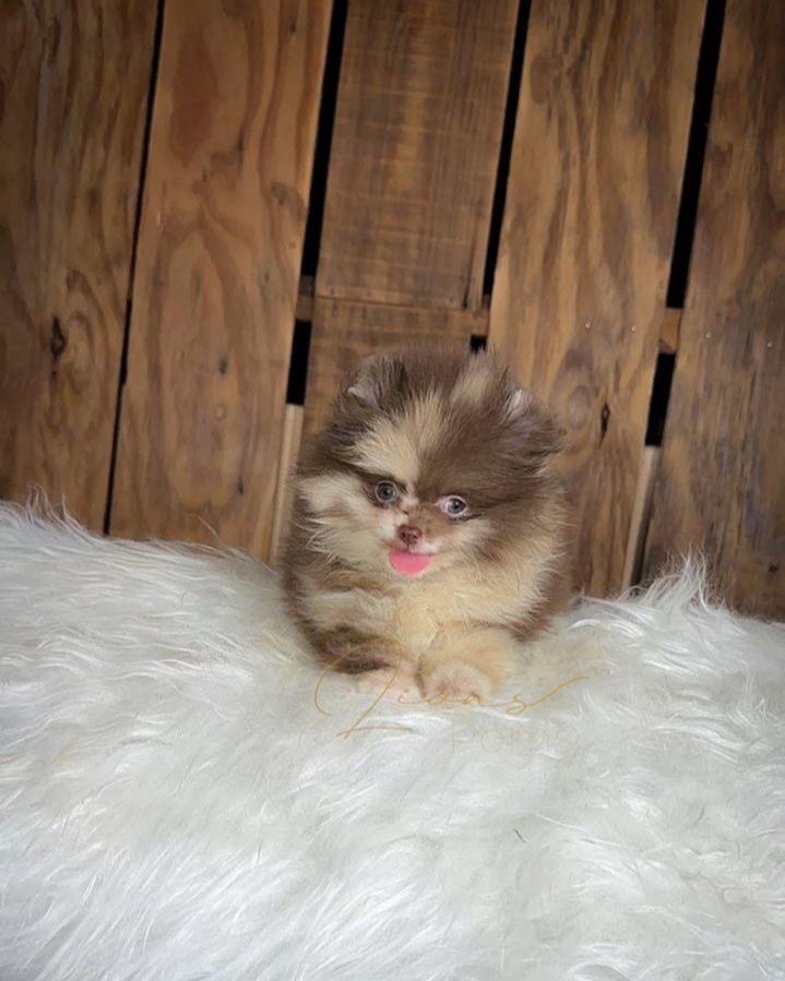 Los colores del Pomerania