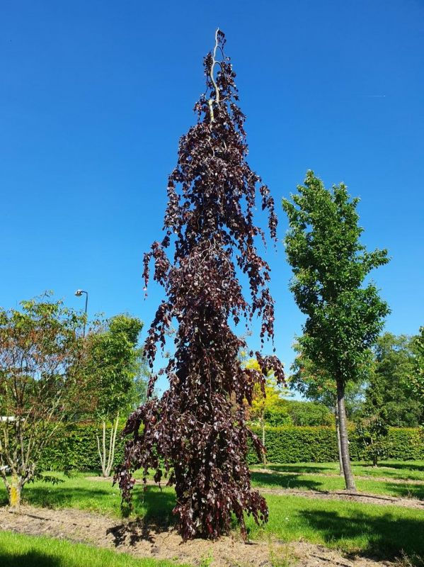 Rode treurbeuk (Fagus sylvatica purpurea Pendula) | Leef Buiten BV