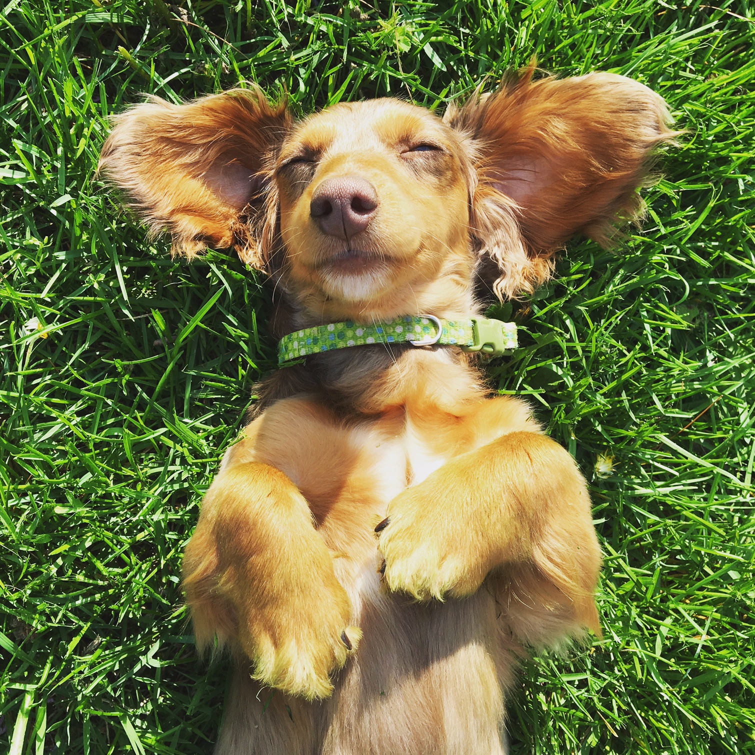 Home | benedictdoxies