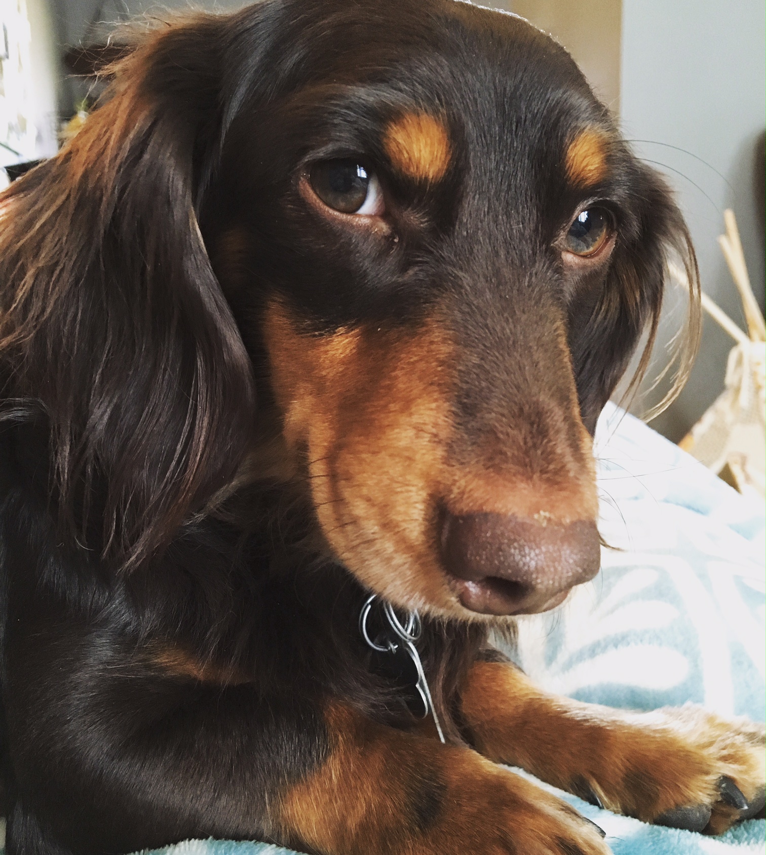 Home | benedictdoxies