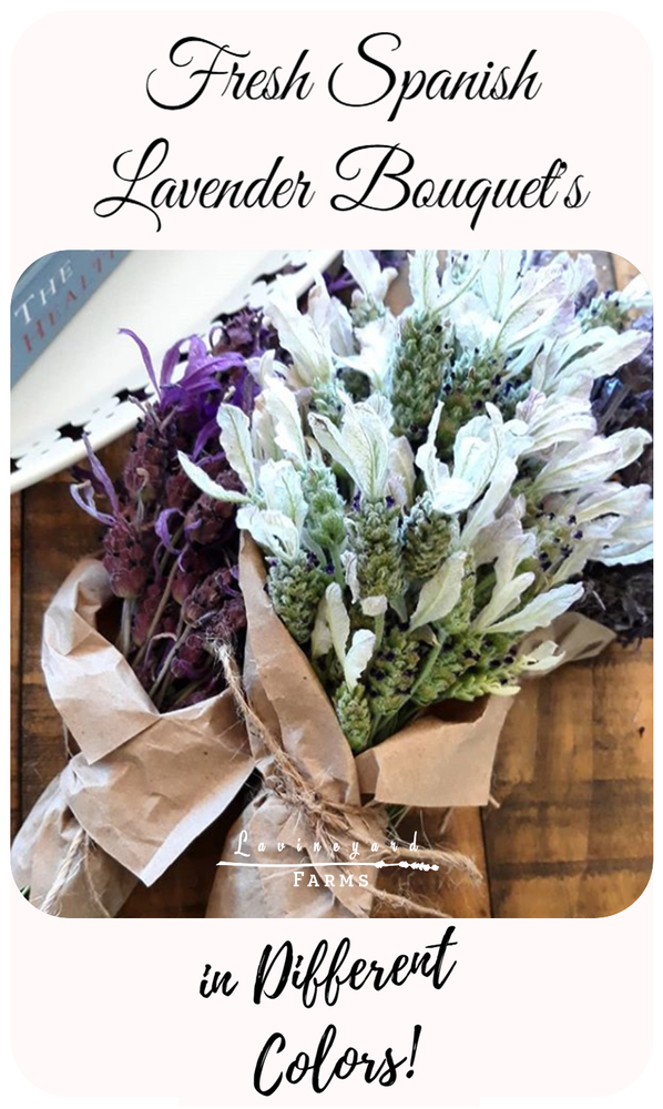 Fresh Cut Lavender - Dry Properly To Stay Year Round