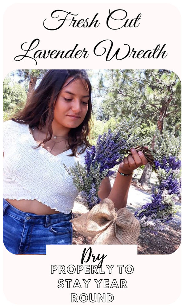 Fresh Cut Lavender - Dry Properly To Stay Year Round