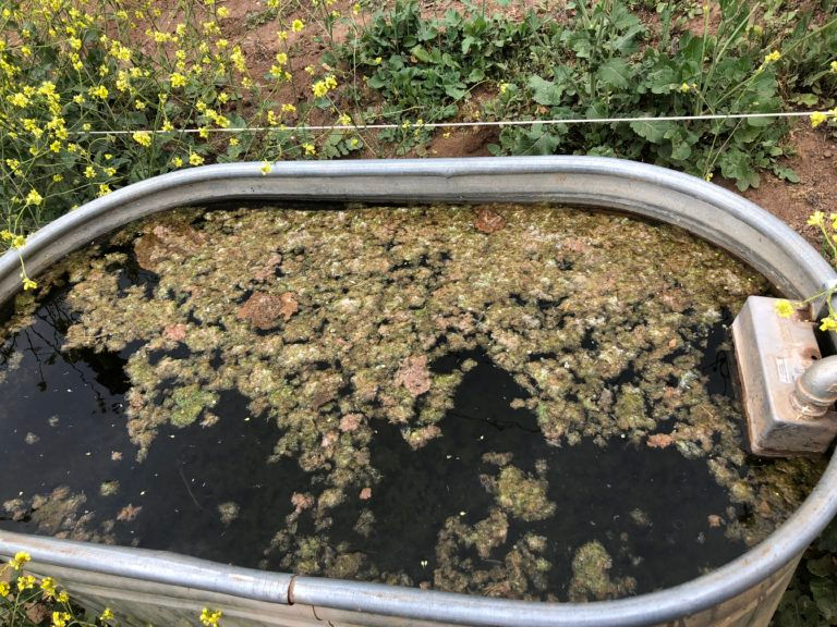 + Fish = Cleaner Water Troughs!