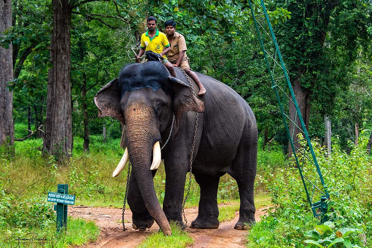 Mathigodu Elephant Camp - places of visit in coorg
