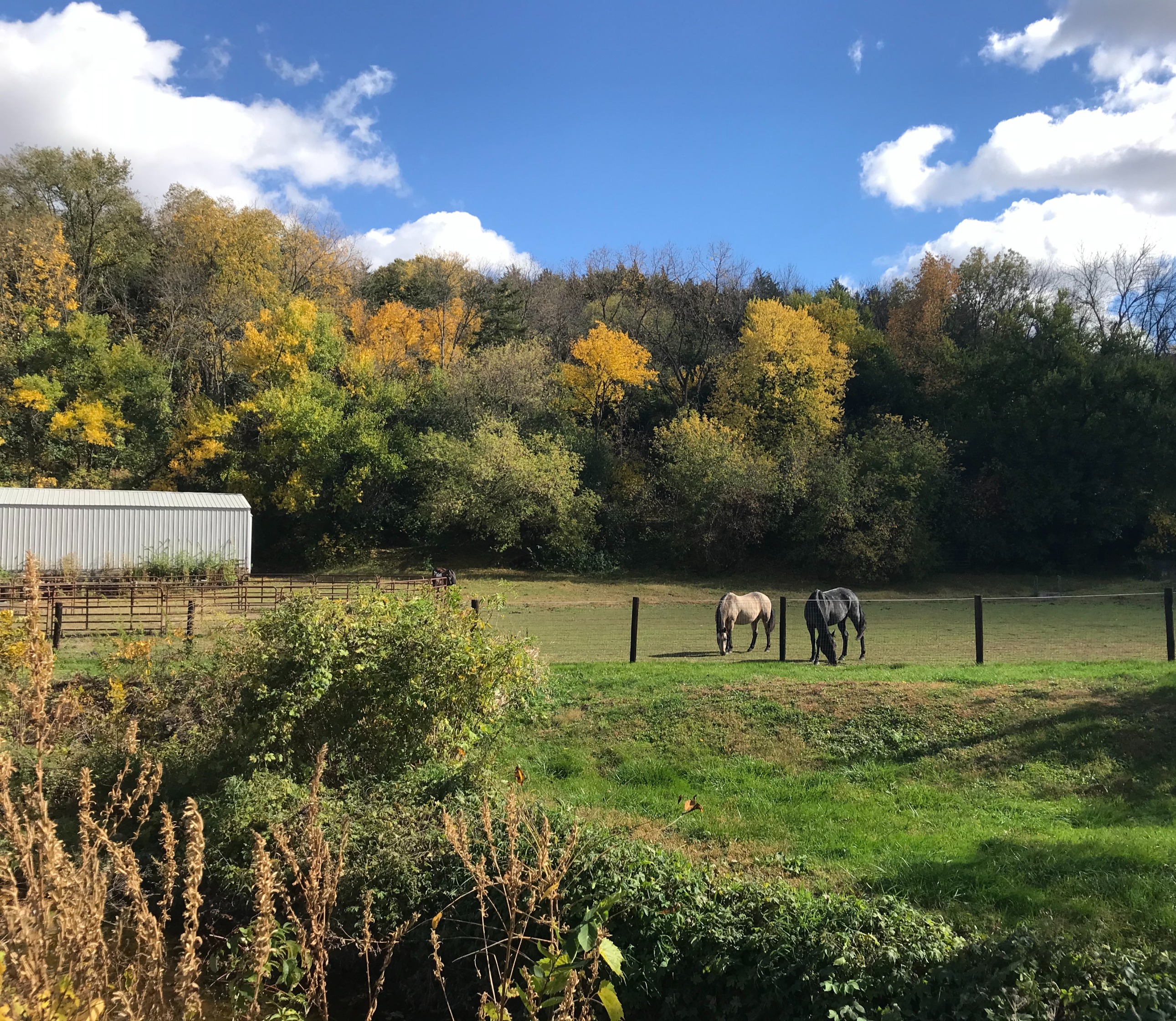 The Horse Galloped Past an Adverb