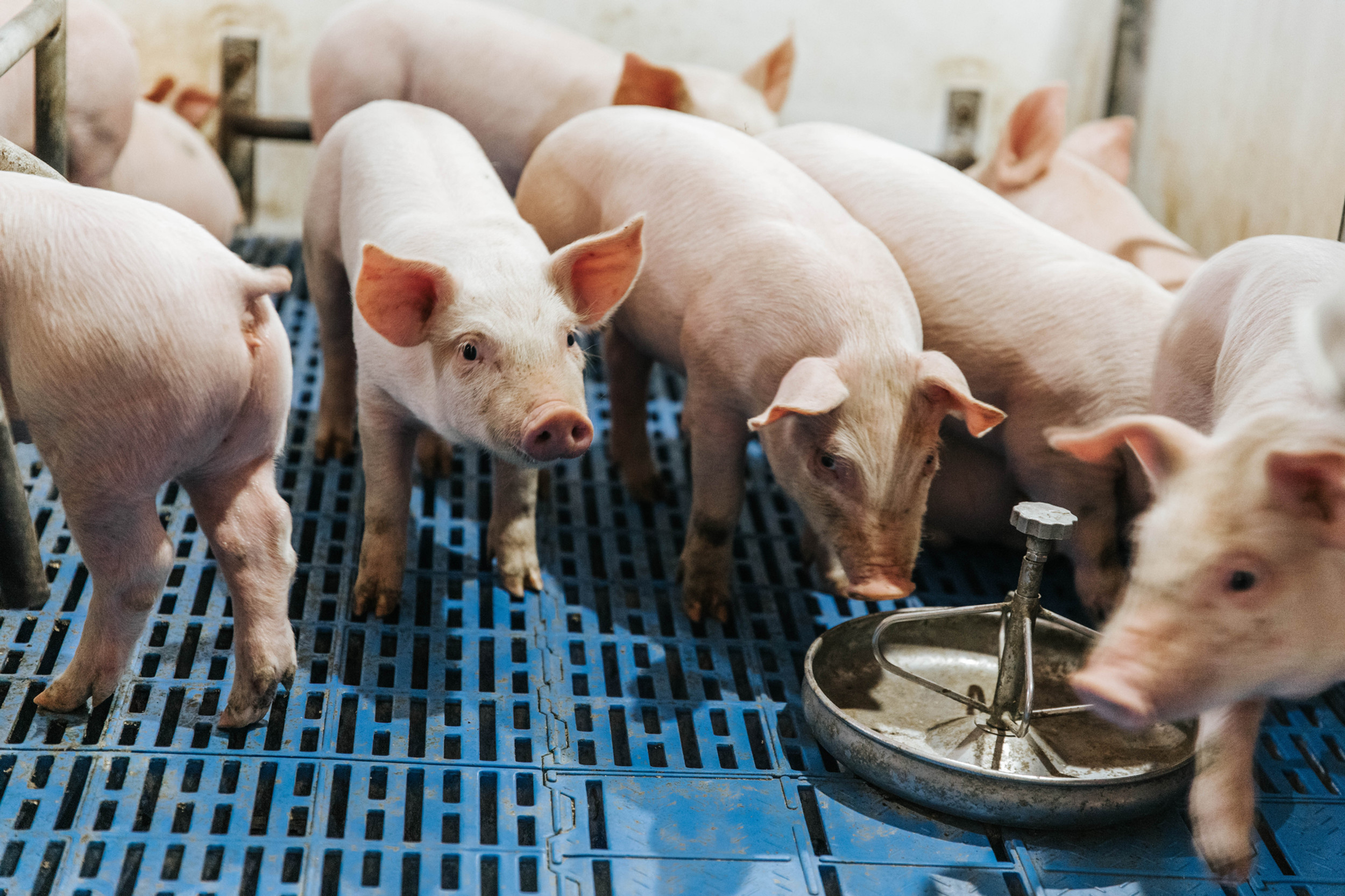 Prop 12 by CDFA | Validus & Where Food Comes From