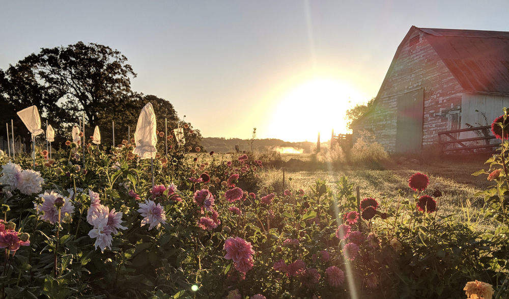 Storybit: Wild Lark Farms