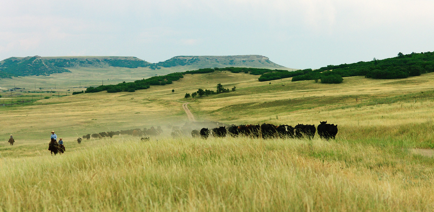 IMI Global | Adding Value for American Beef Producers | Colorado